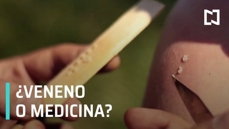 Beneficios de Kambo: Descubre los beneficios de esta poderosa medicina ...