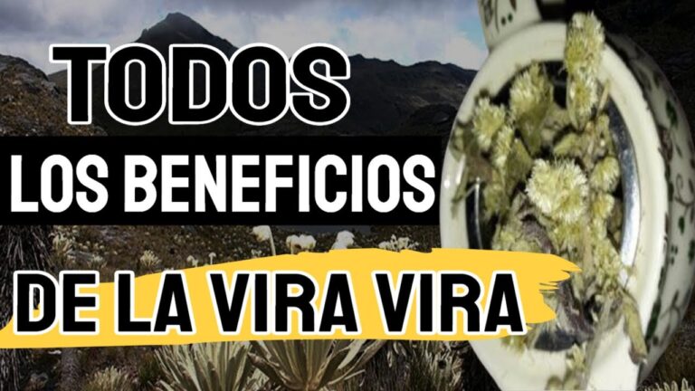 Beneficios de la Wira Wira para la salud: ¿Qué beneficios aporta esta ...
