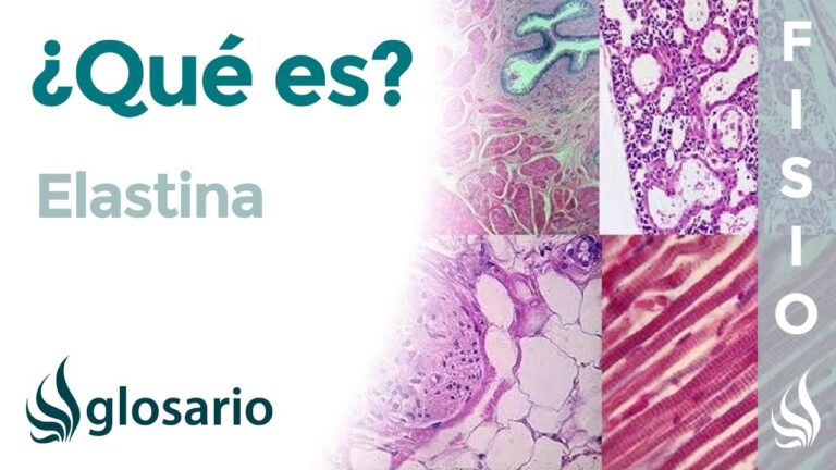 Beneficios de la elastina para la piel