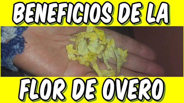 Beneficios de la flor de overo