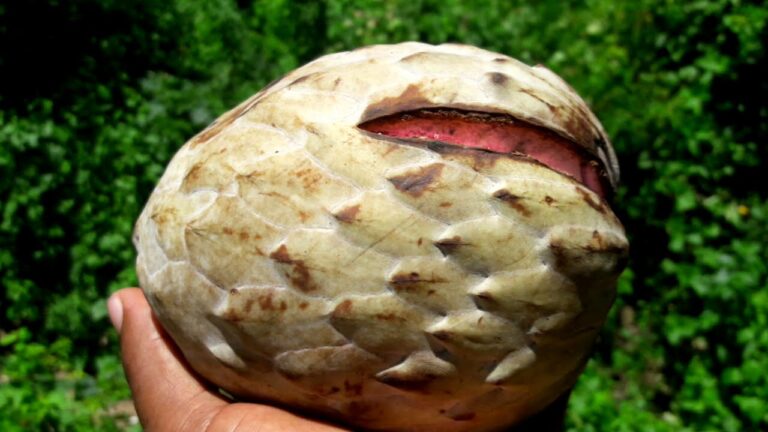 Beneficios de la ilama: Descubre las ventajas de esta fruta exótica