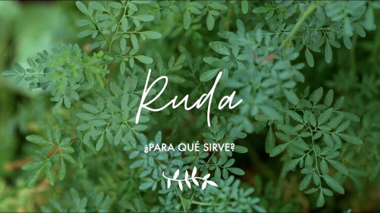 Beneficios de la planta ruda: propiedades medicinales y usos terapéuticos