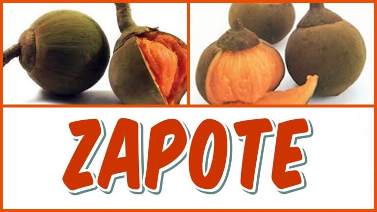 Beneficios del zapote: descubre sus propiedades y beneficios para la salud