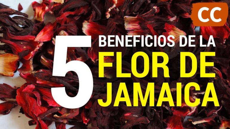 Beneficios y contraindicaciones de la flor de overo: todo lo que debes ...