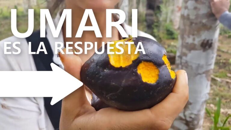 Beneficios de consumir umari una fruta llena de propiedades