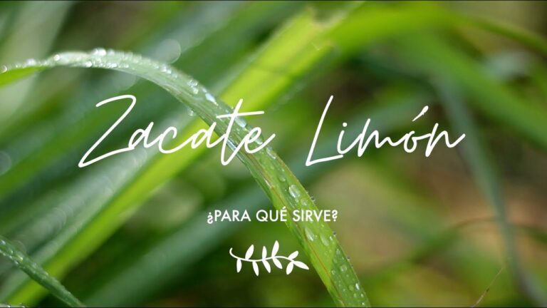 Beneficios del Zacate de Limón: Descubre sus propiedades y usos medicinales