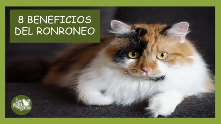 Beneficios del ronroneo de los gatos