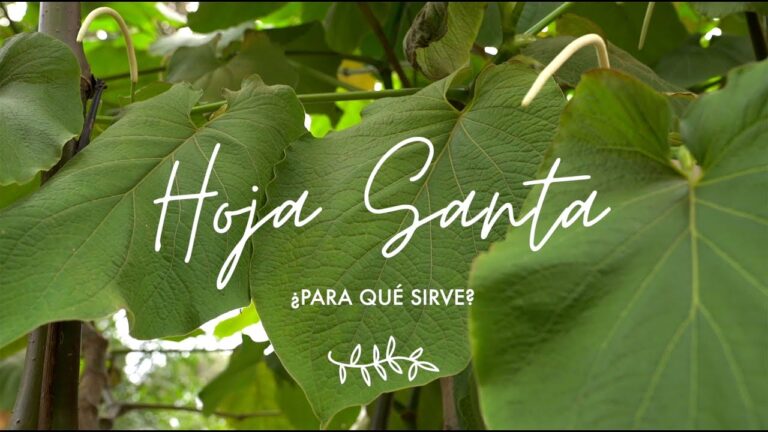 Beneficios de la hoja santa: descubre sus propiedades medicinales y ...