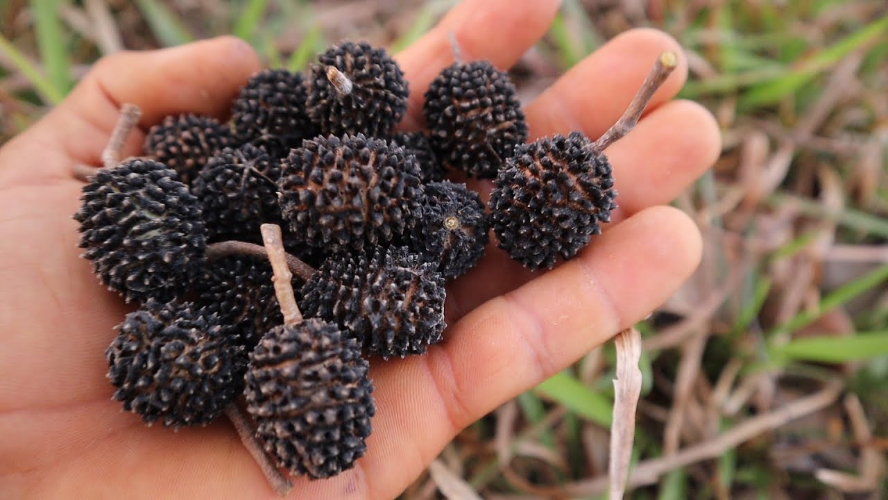 Beneficios del guasimo: ¿Para qué sirve esta planta?