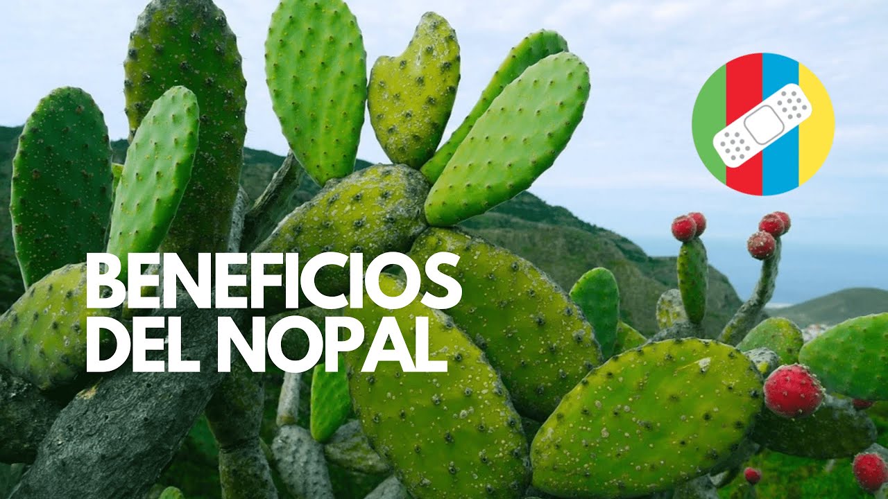 Beneficios del nopal: ¿Para qué sirve?