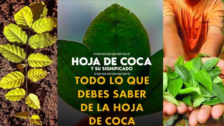 Beneficios de masticar coca para la salud