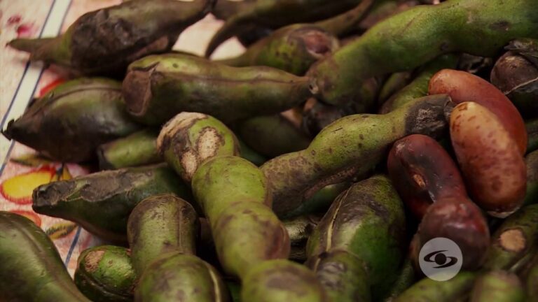 Beneficios y contraindicaciones del chachafruto: todo lo que debes saber